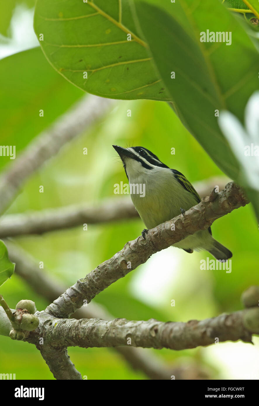 Tinkerbirds hi-res stock photography and images - Alamy
