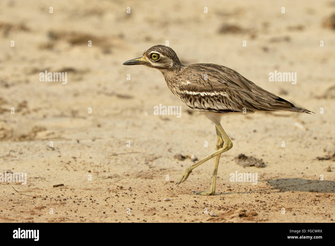 Indian Stone-curlew (Burhinus indicus) adult, walking on sandy ground ...