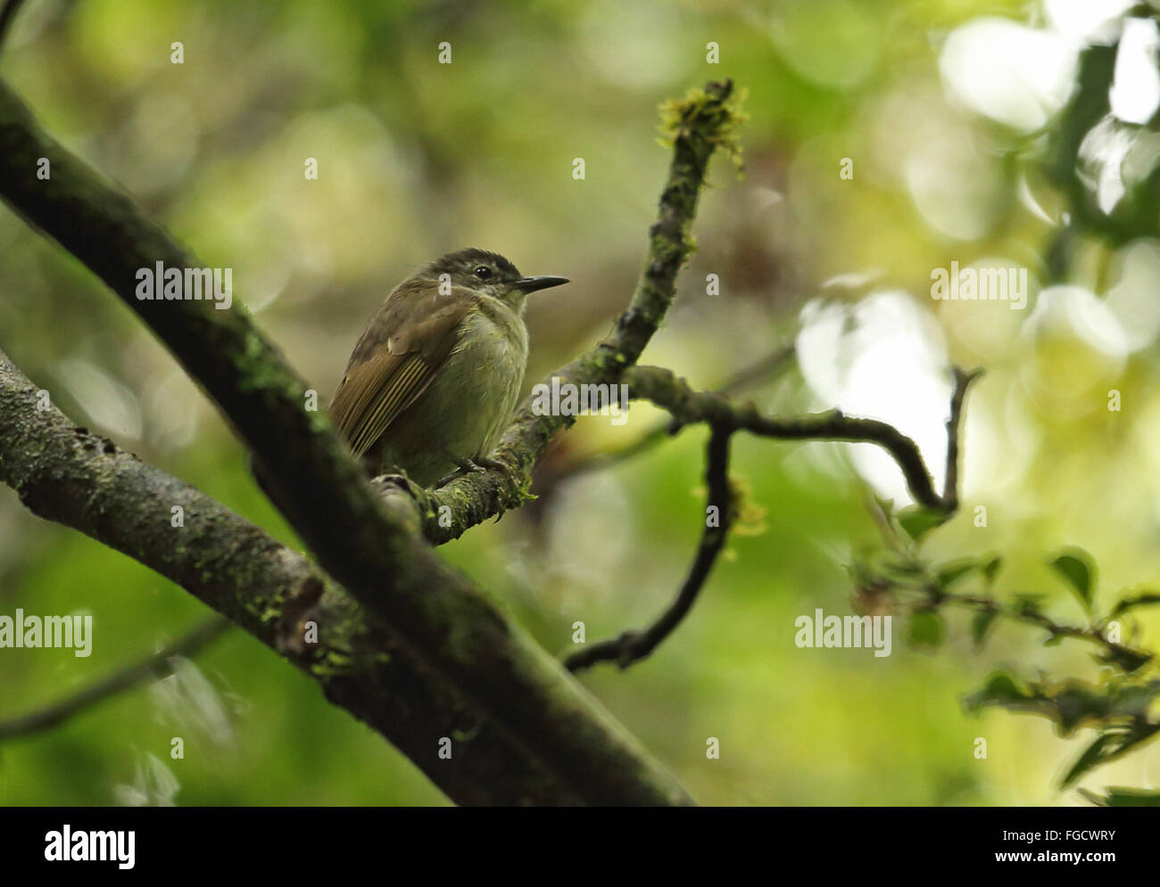 Yellow-streaked Greenbul (Phyllastrephus flavostriatus flavostriatus ...
