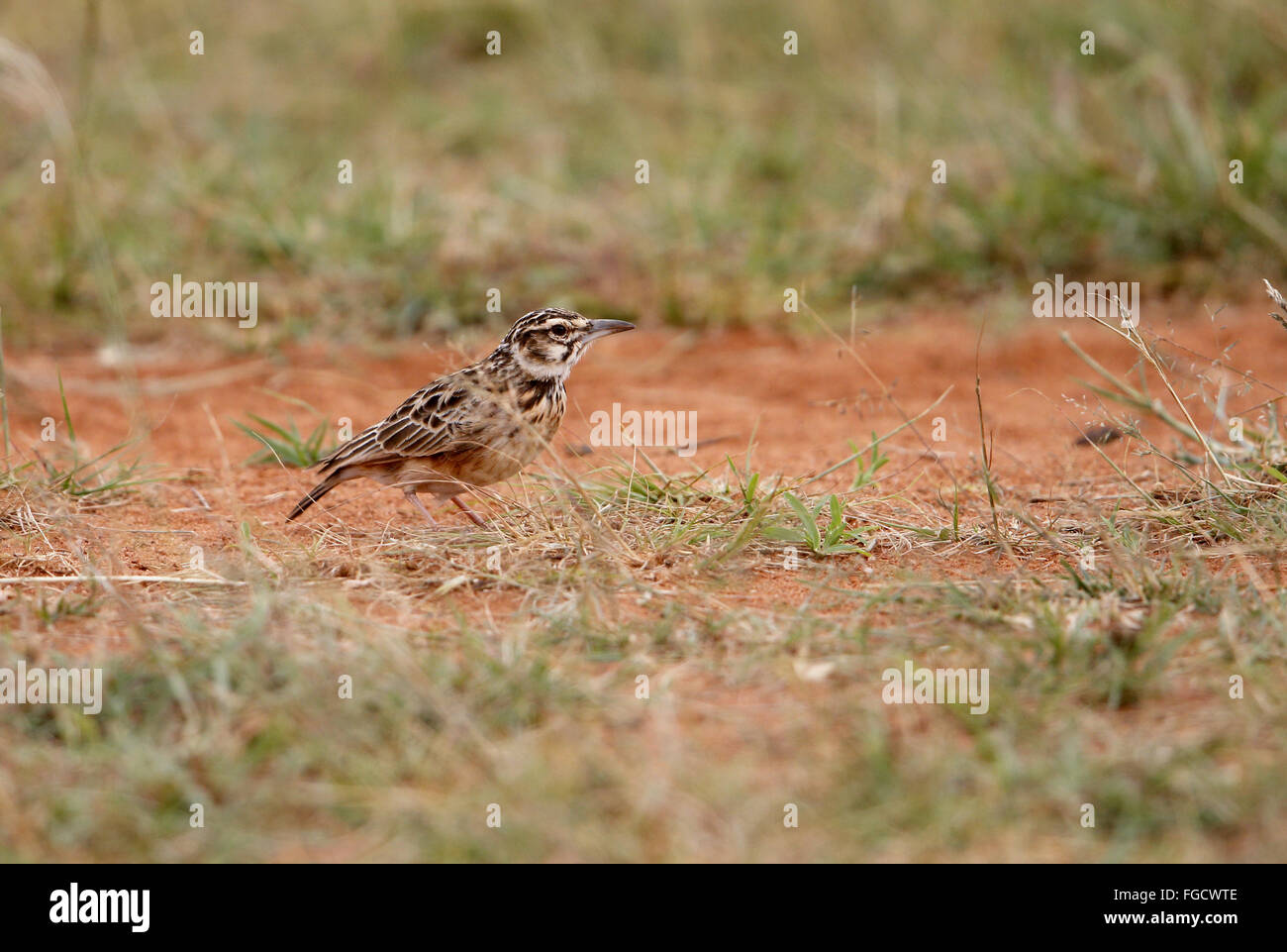 Short tailed birds hi-res stock photography and images - Alamy