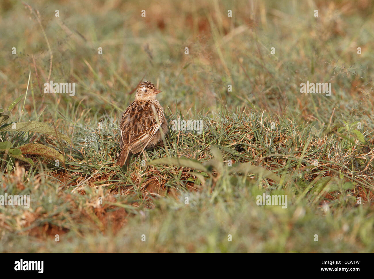 Liben lark hi-res stock photography and images - Alamy