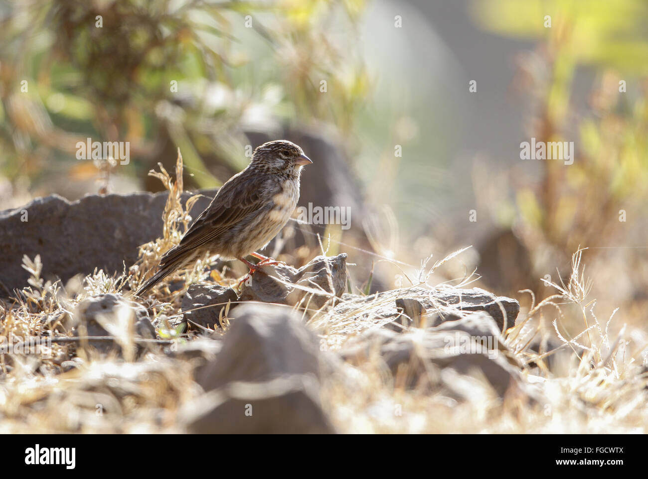 Ankoberensis hi-res stock photography and images - Alamy