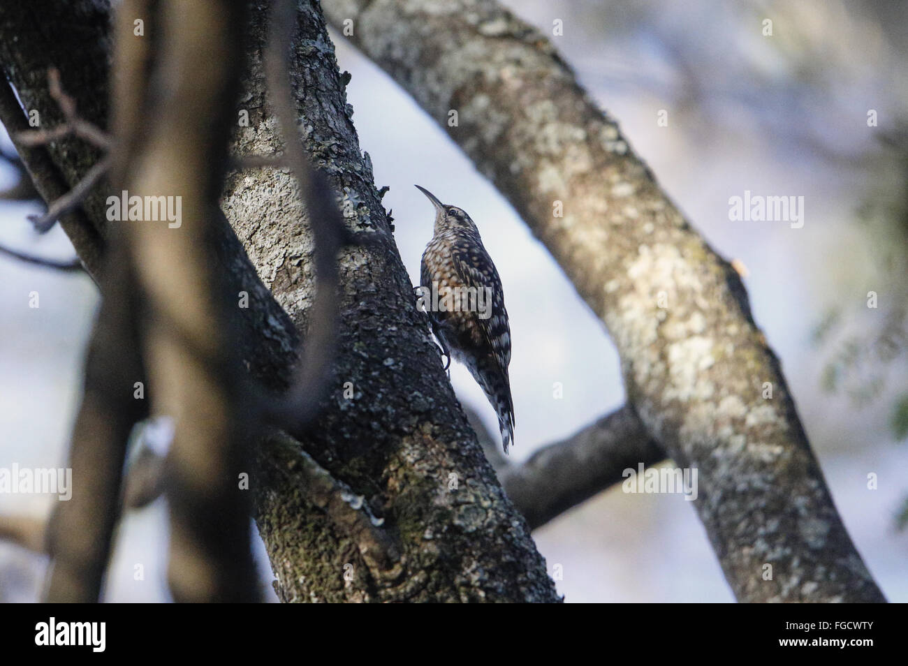 African Spotted Creeper (Salpornis salvadori) adult, clinging to tree ...