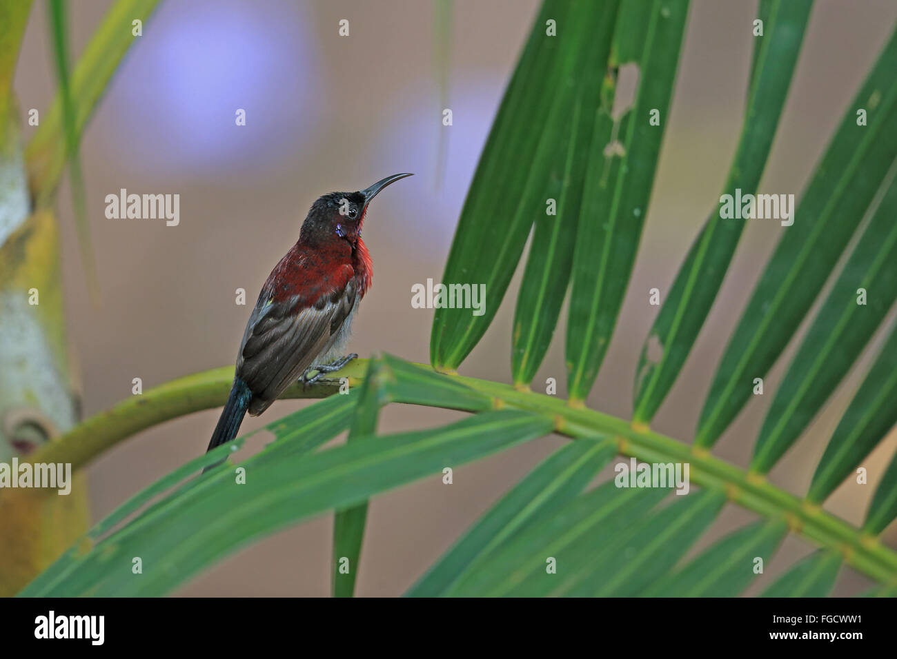 Indian sunbird hi-res stock photography and images - Alamy