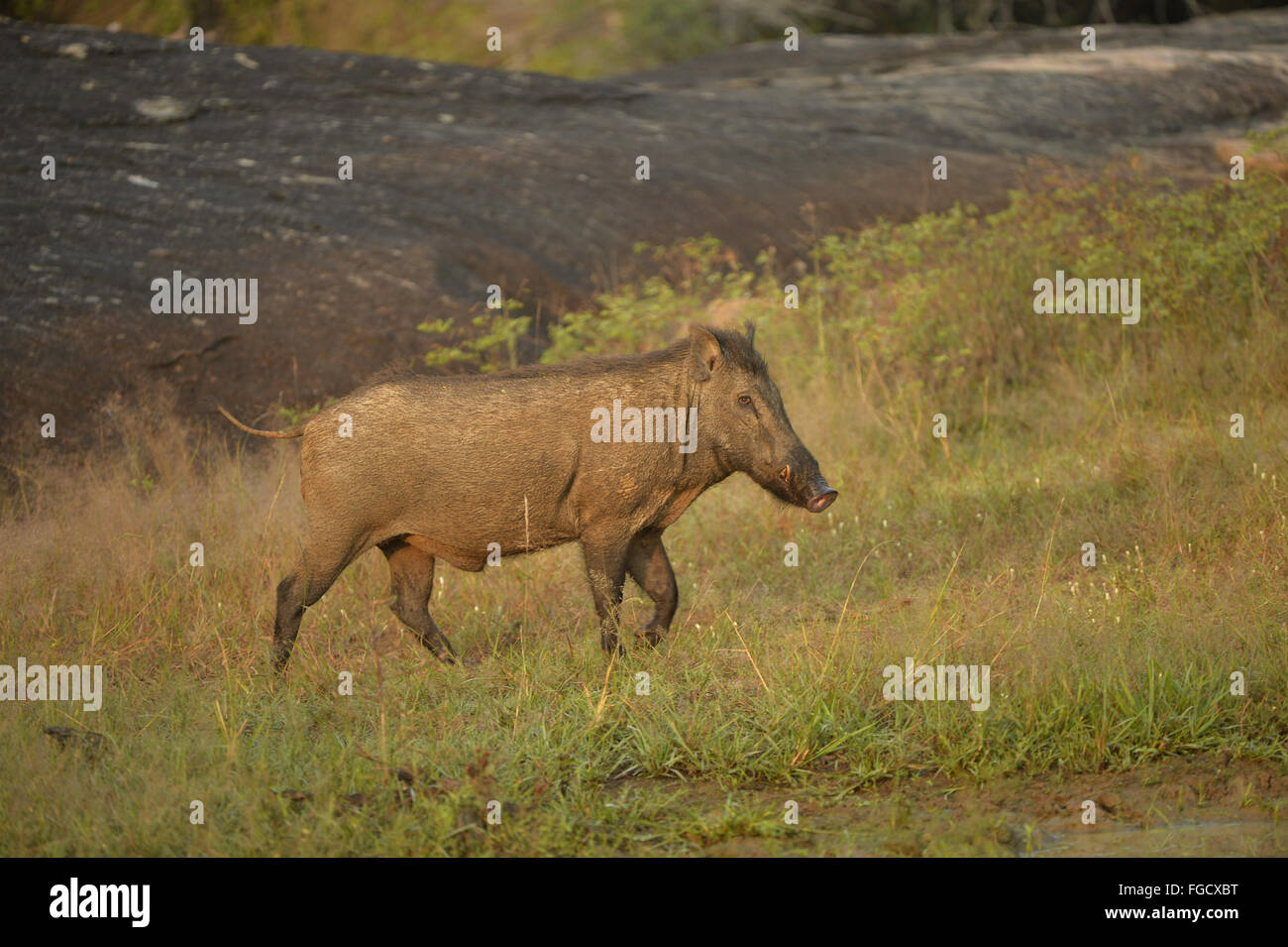 Eurasian Wild Boar (Sus scrofa affinis) adult male, walking, Yala N.P ...