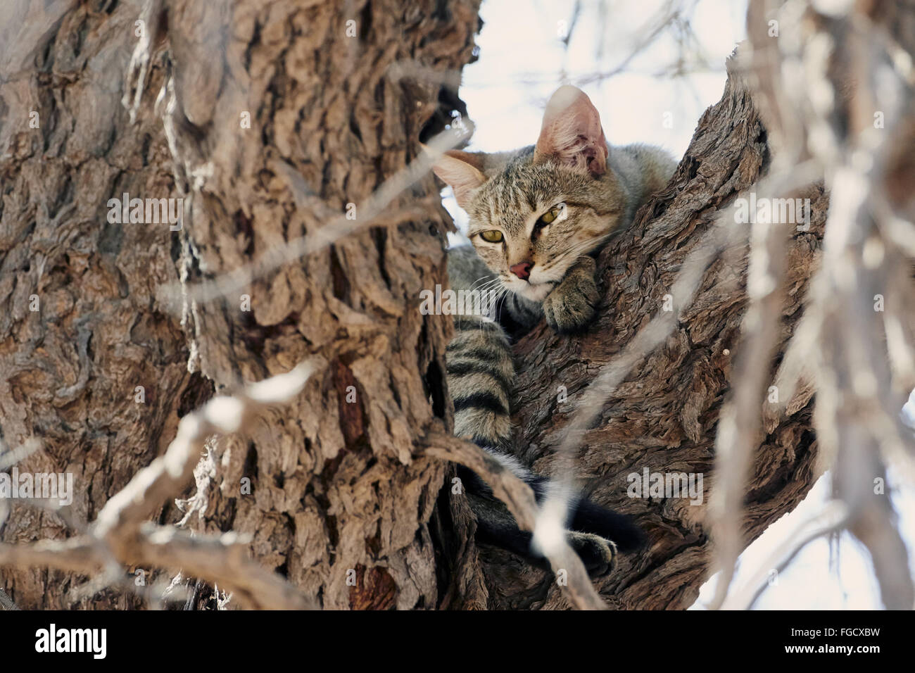 African wildcat desert cat felis hi-res stock photography and images ...