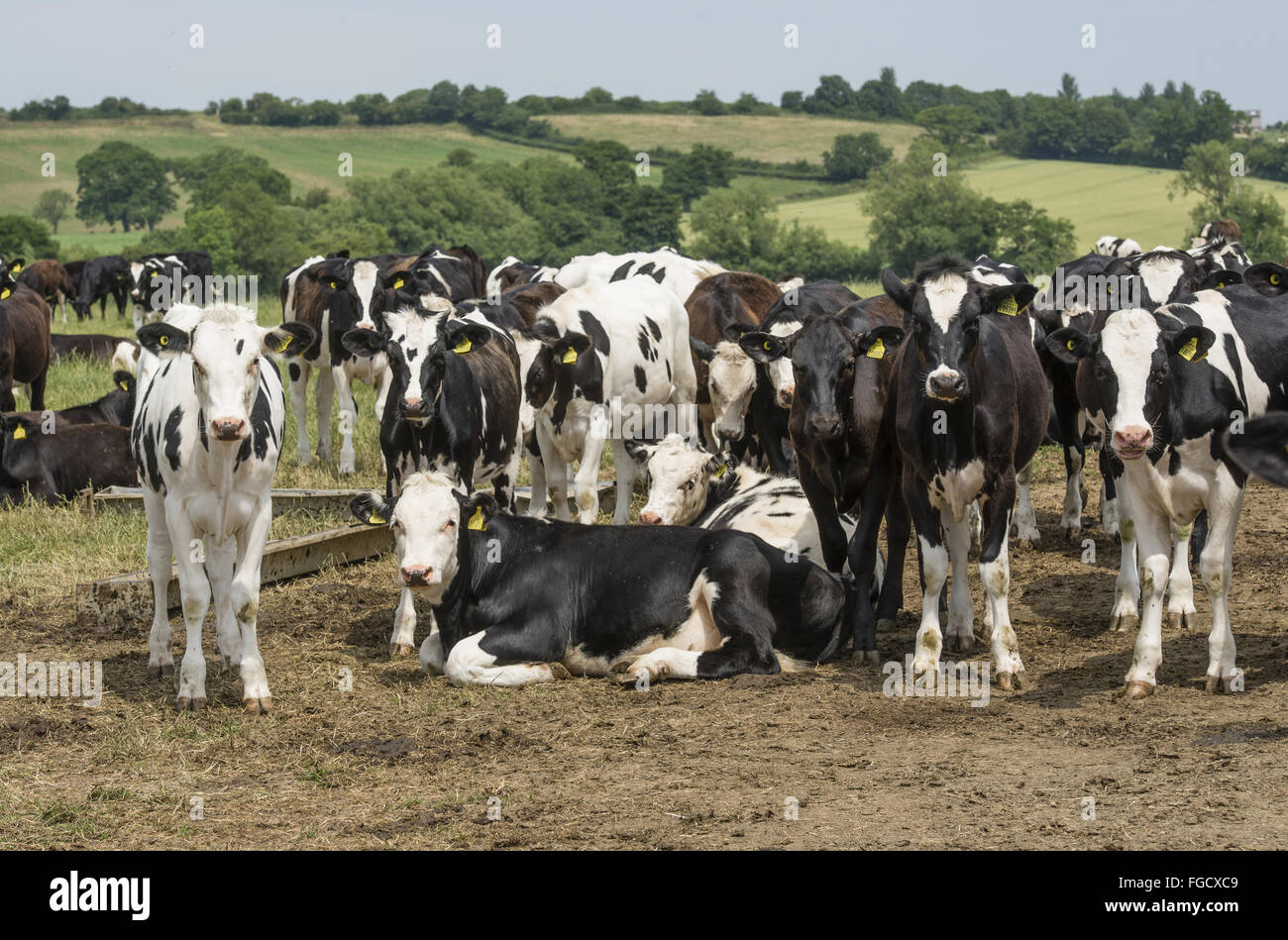 Domestic Cattle, dairy heifers with beef heifers and steers, mixed ...