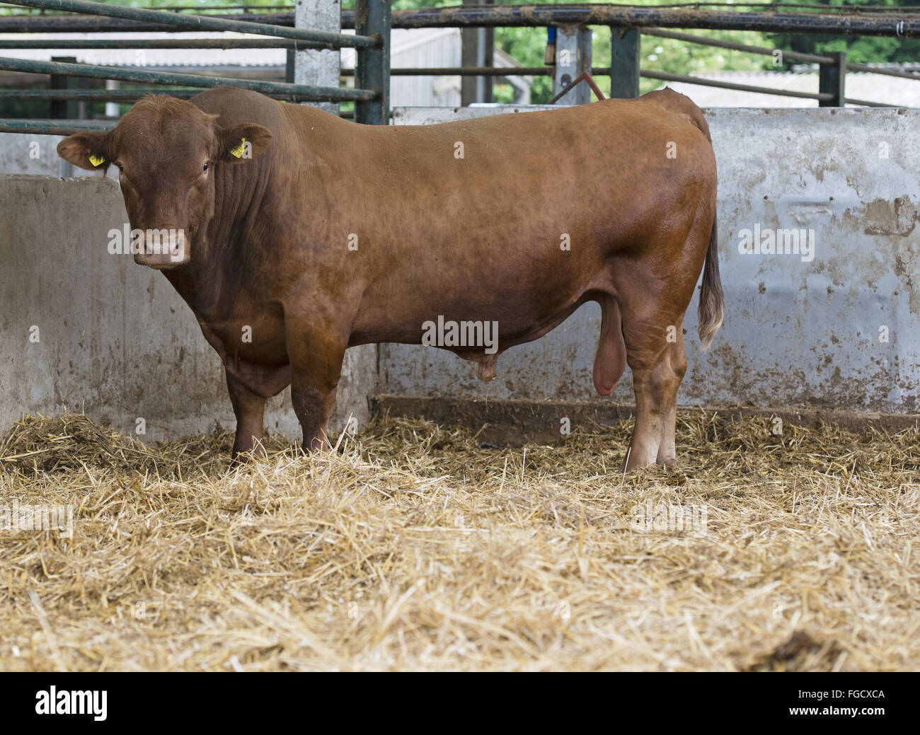 Stabiliser cattle hi-res stock photography and images - Alamy