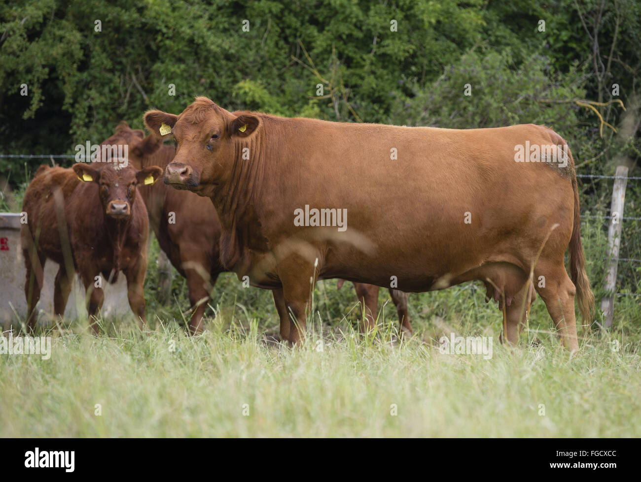 Domestic Cattle, Stabiliser cows and calf, standing in pasture ...