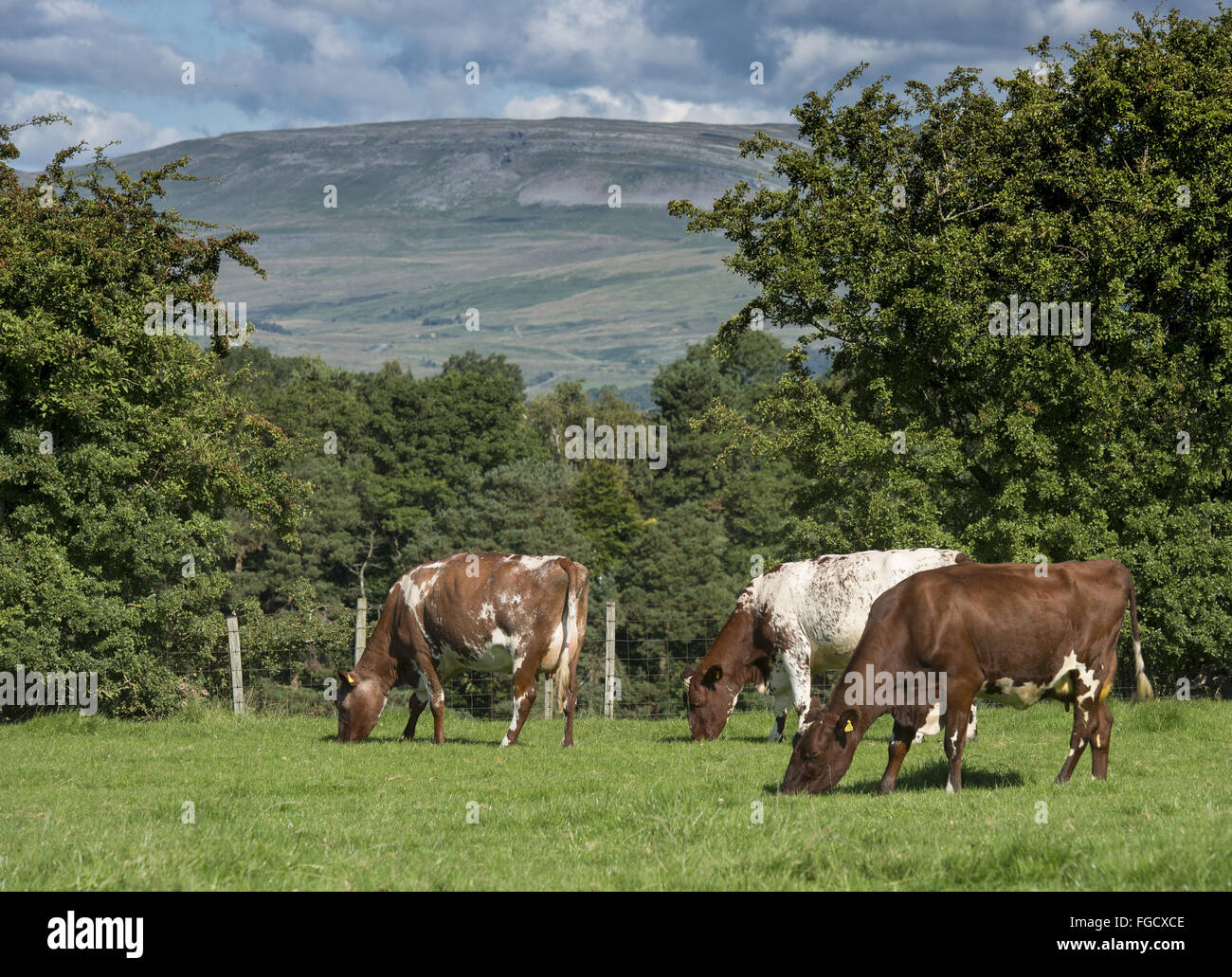 Domestic Cattle, Dairy Shorthorn cows, grazing in pasture, Cumbria ...
