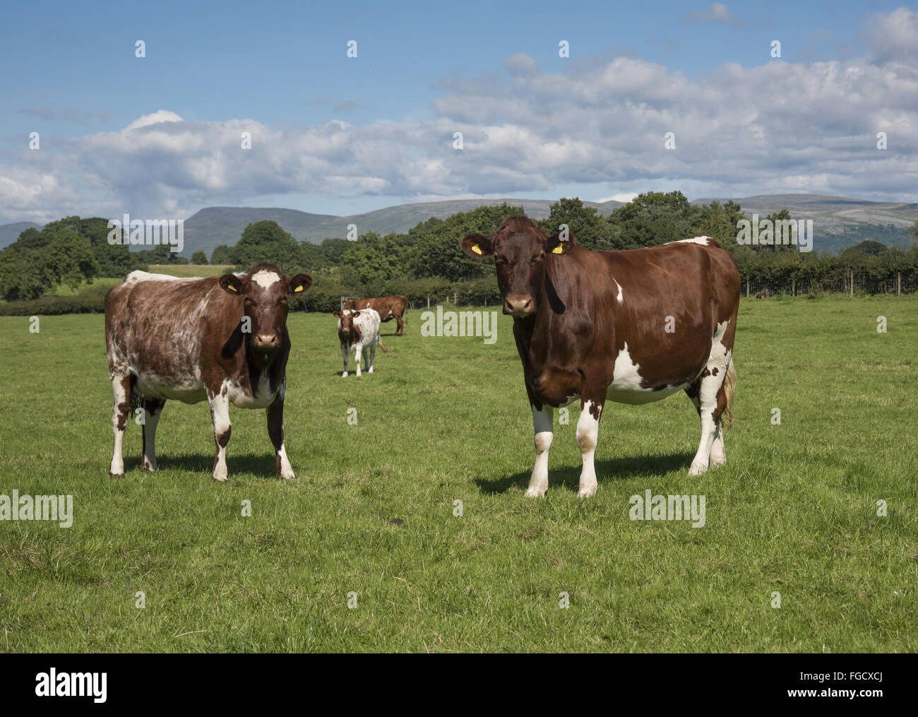 Domestic Cattle, Dairy Shorthorn dry cows and heifers, standing in ...