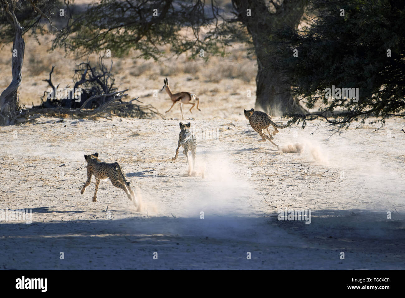 Cheetah chasing antelope hi-res stock photography and images - Alamy