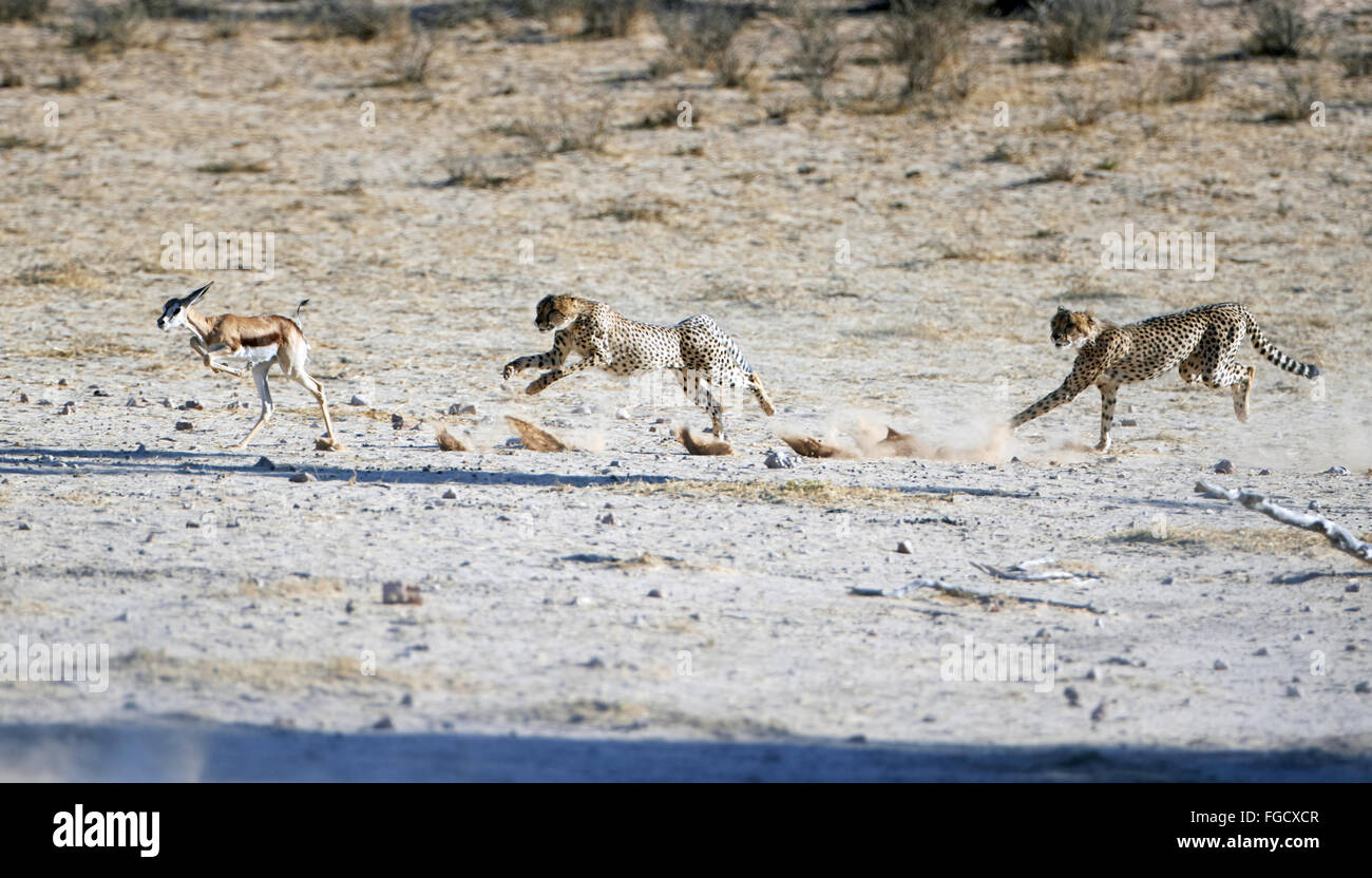 Cheetah hunting springbok, hi-res stock photography and images - Alamy