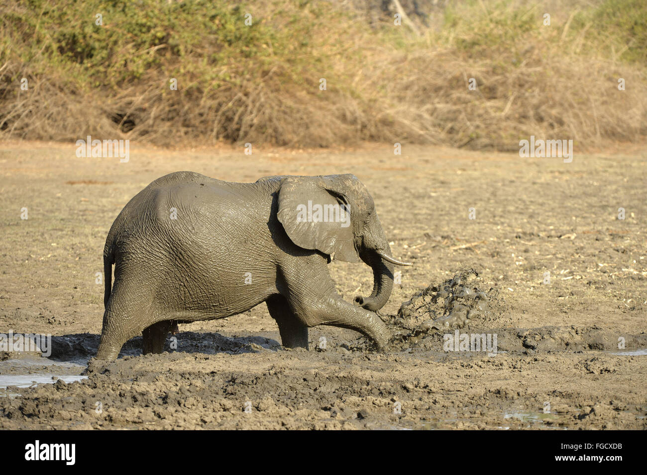 African Elephant (Loxodonta africana) adult, splashing in mud, Mana ...