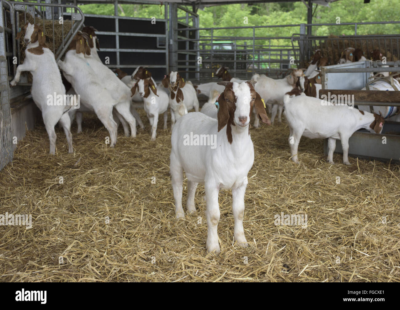 Domestic Goat, Boer kids, at 6 1/2 months and ready for drawing for ...