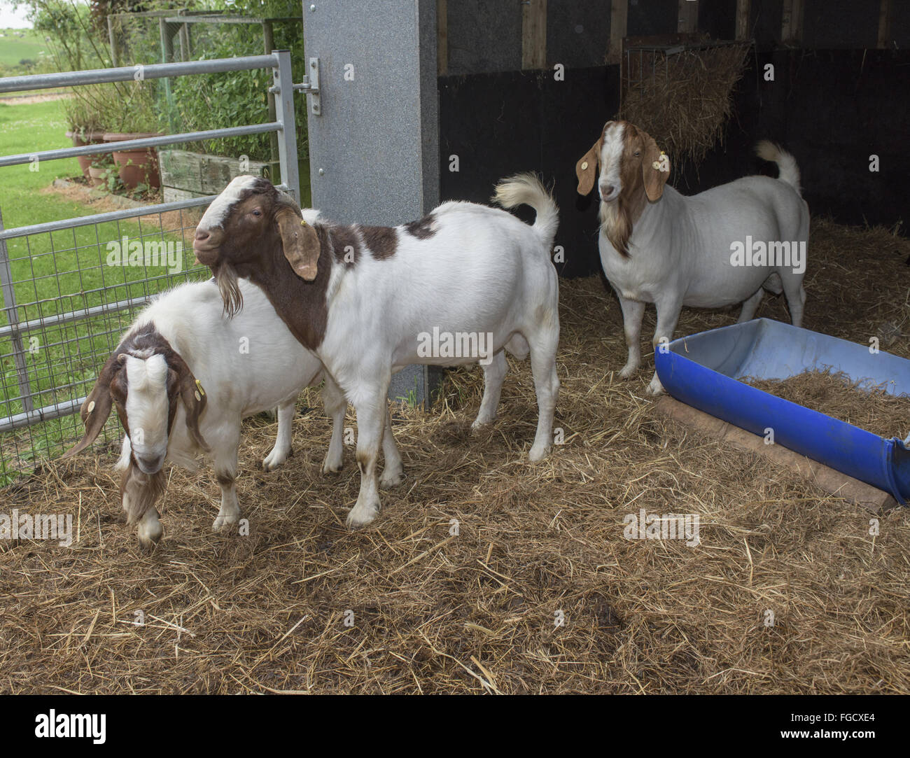 Male boer goat hi-res stock photography and images - Alamy