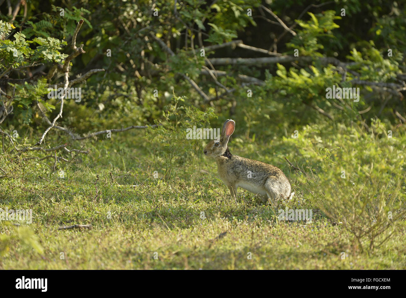 Indian Hare (Lepus nigricollis singhala) adult, sitting in shade, Yala ...