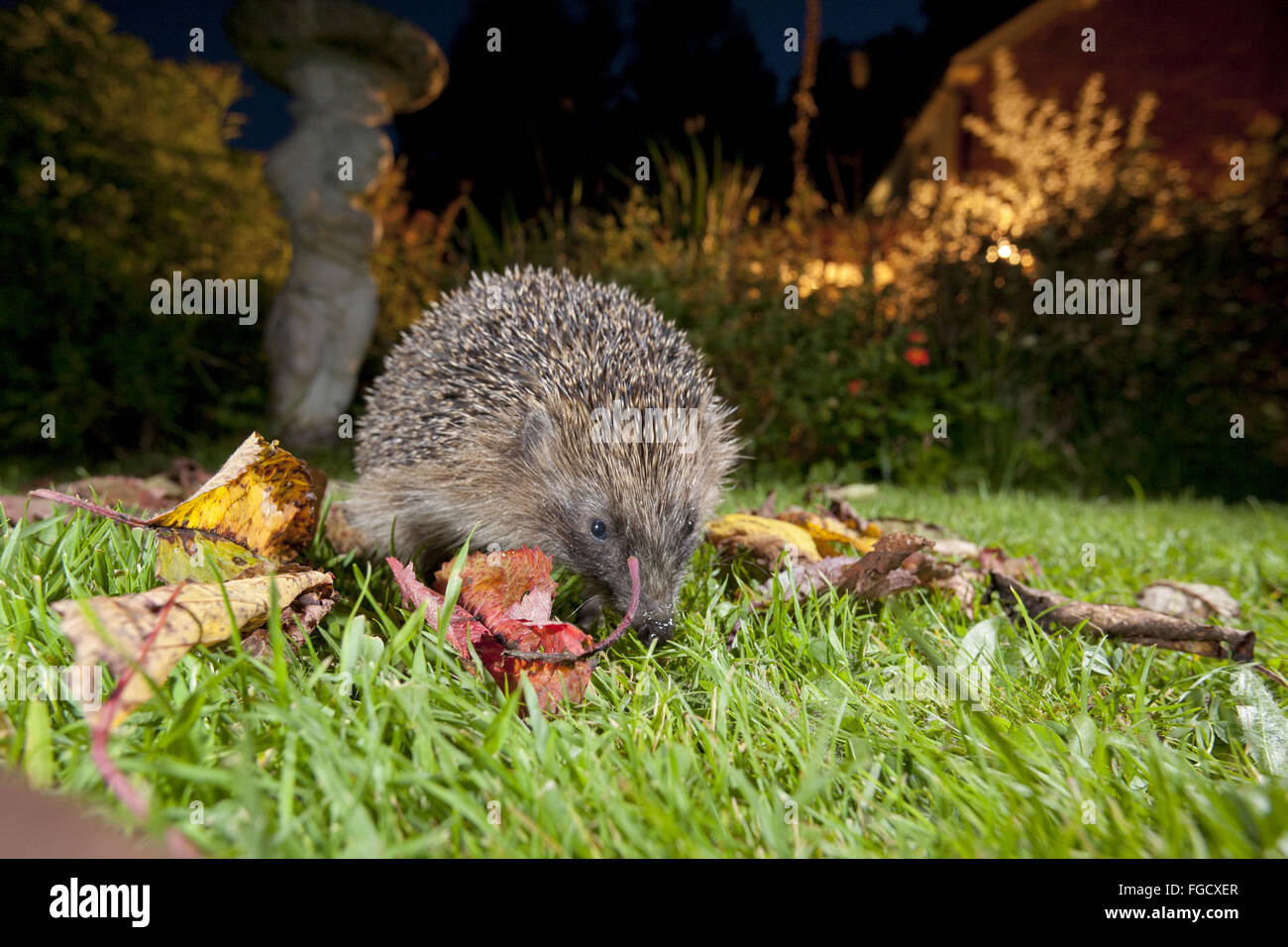European Hedgehog (Erinaceus europaeus) adult, foraging on garden lawn ...