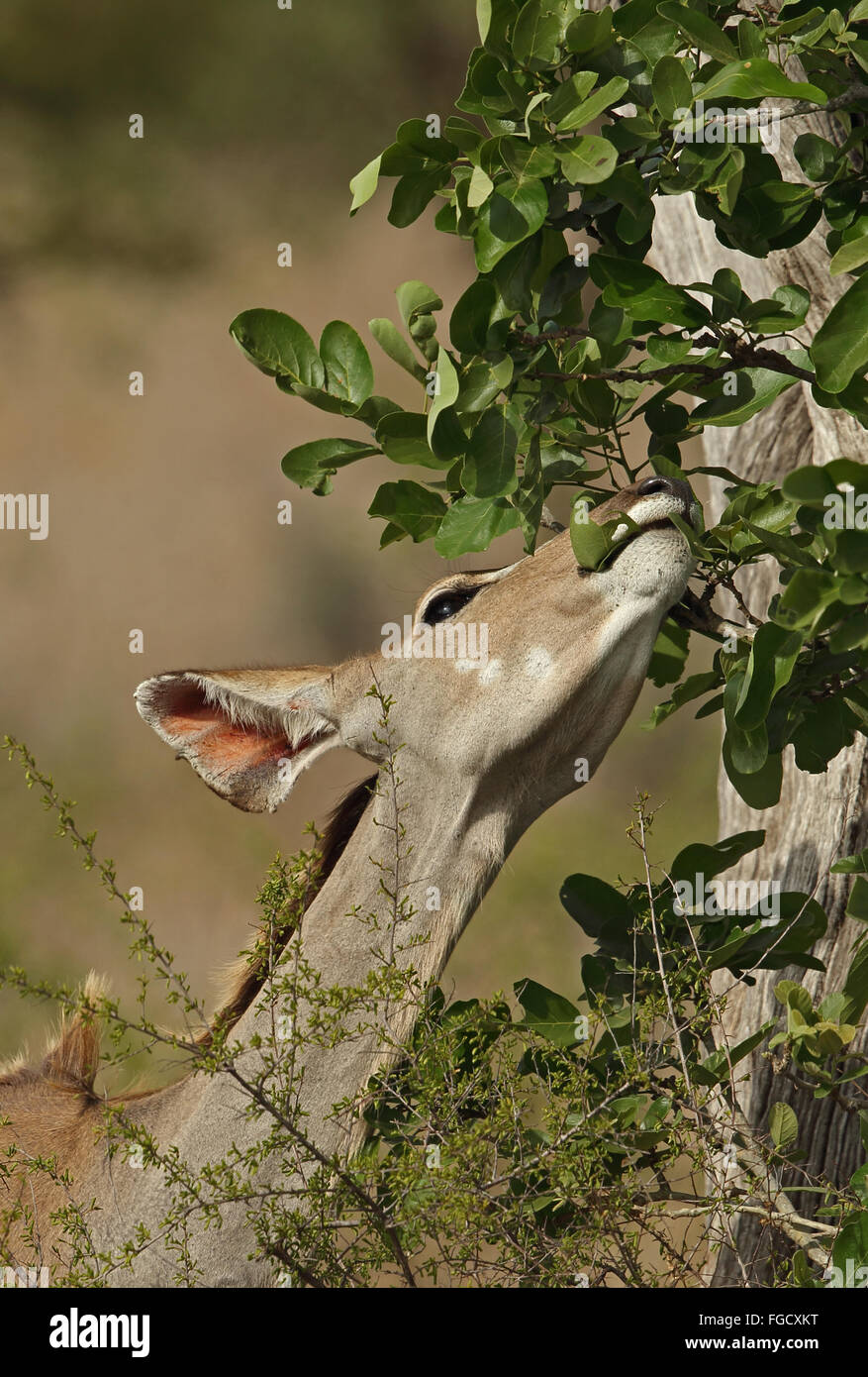 Zambezi Kudu (Tragelaphus strepsiceros zambesiensis) adult female ...