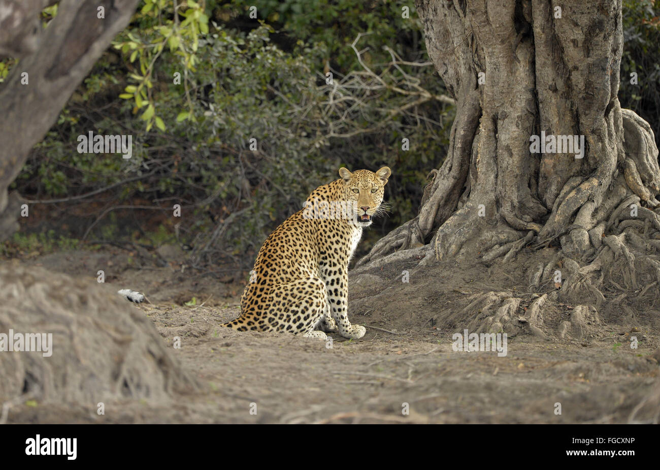 African Leopard (Panthera pardus pardus) adult female, sitting beside ...