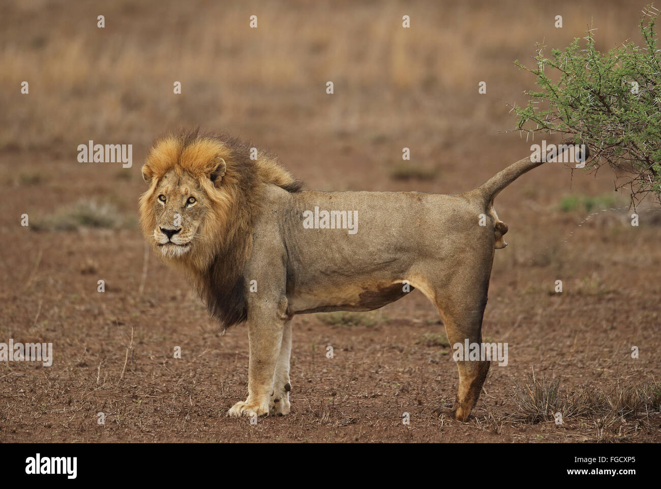 Southeast African Lion