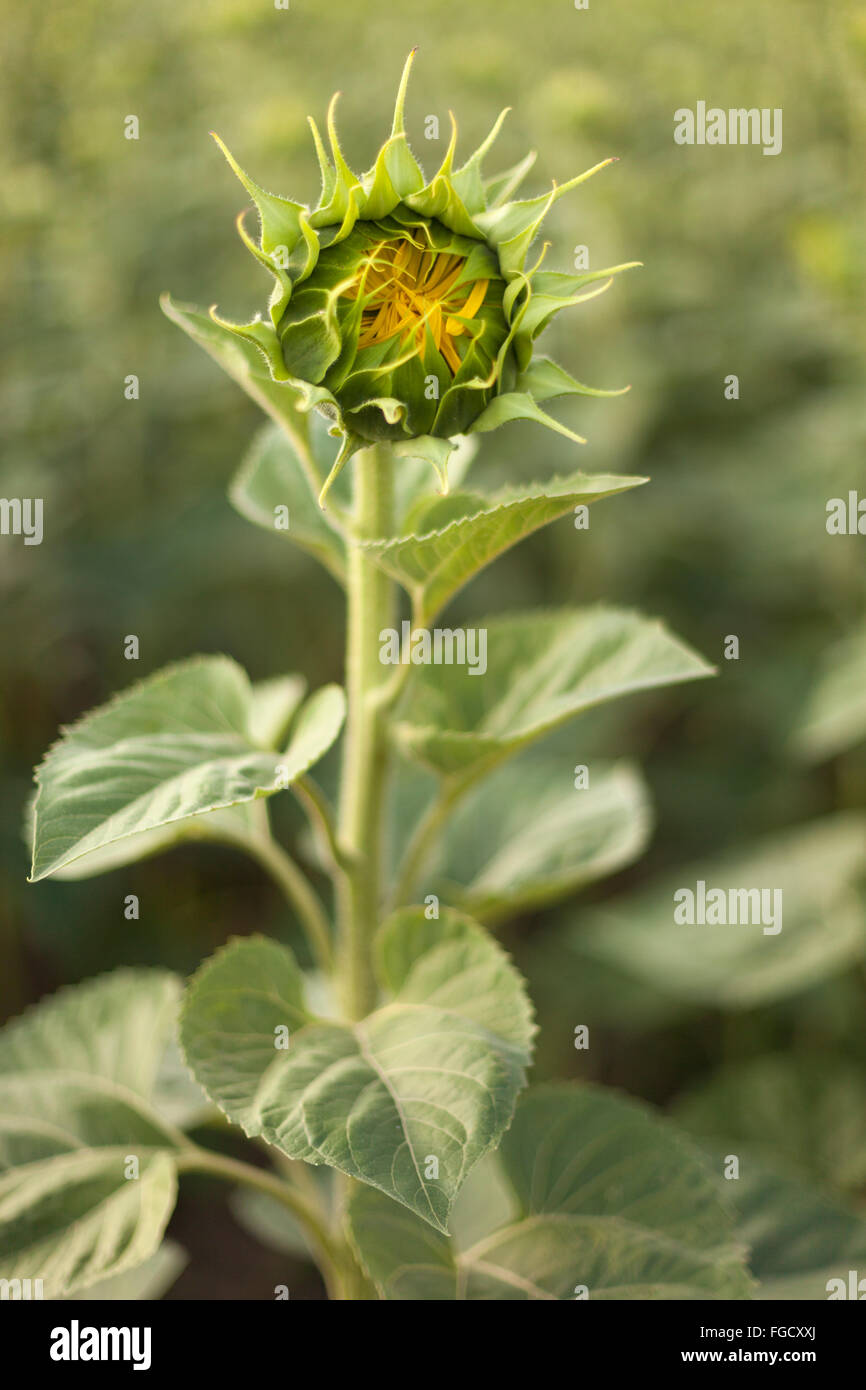Sunflower natural hi-res stock photography and images - Alamy