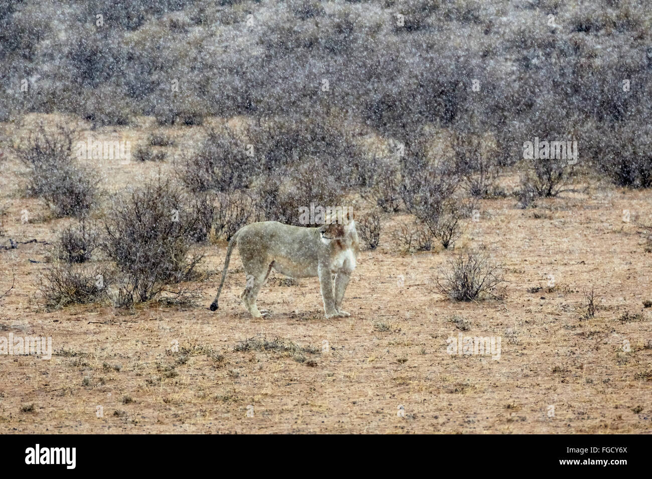 Transvaal Lion (Panthera leo krugeri) adult female, standing in semi ...