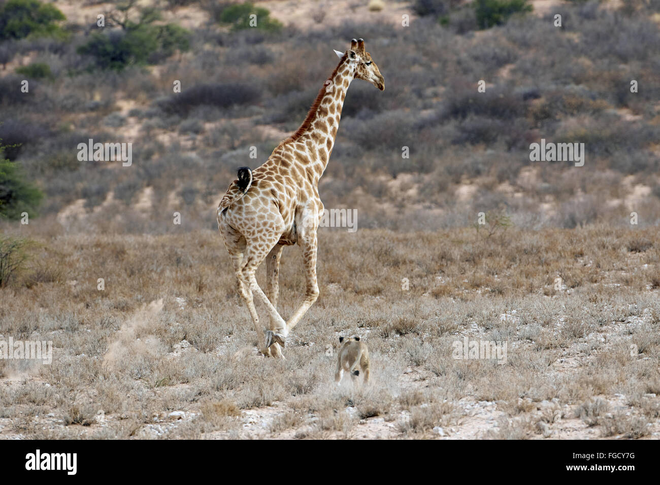 Transvaal Lion (Panthera leo krugeri) adult female, hunting, chasing ...