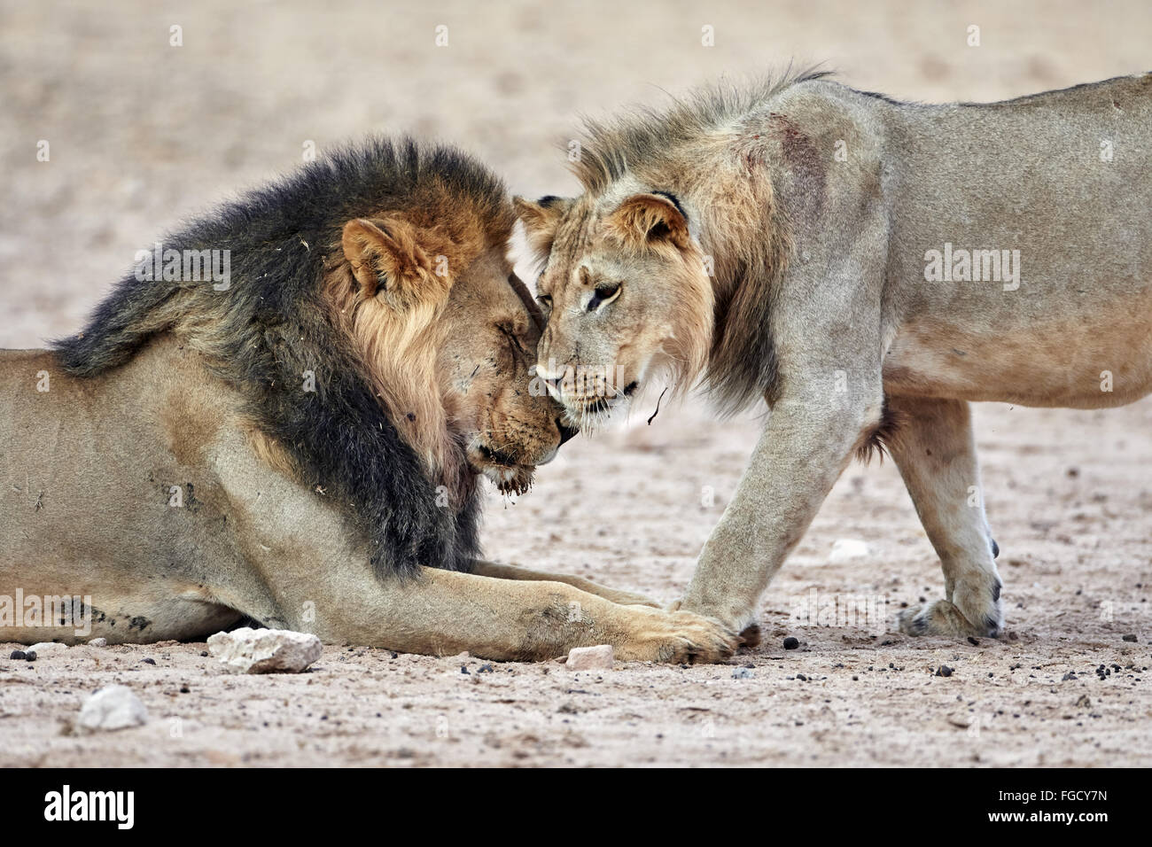 African lions rub heads hi-res stock photography and images - Alamy