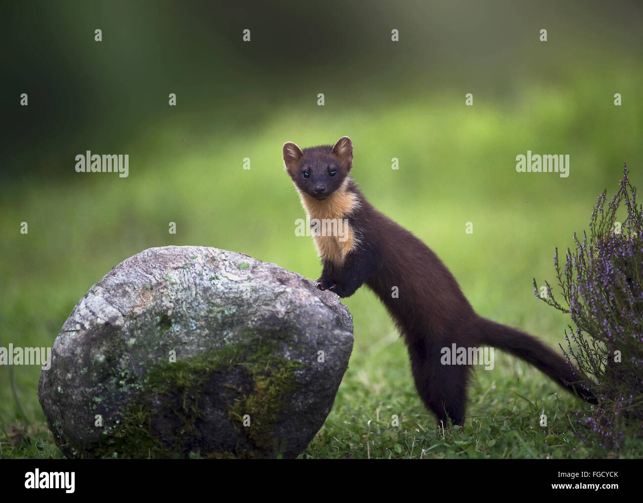 Strontian wildlife hi-res stock photography and images - Alamy