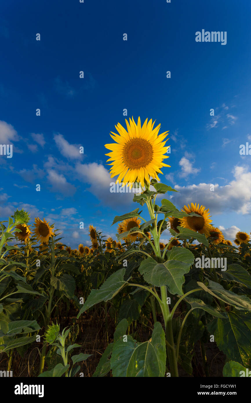 Sunflower growth field hi-res stock photography and images - Alamy
