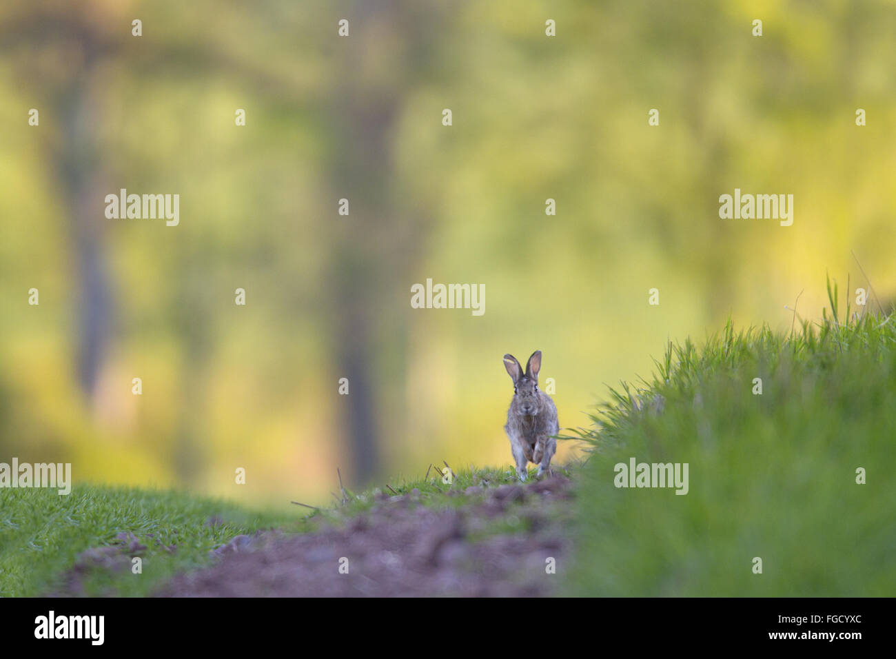 European Rabbit (Oryctolagus cuniculus) adult, with torn ear, running ...