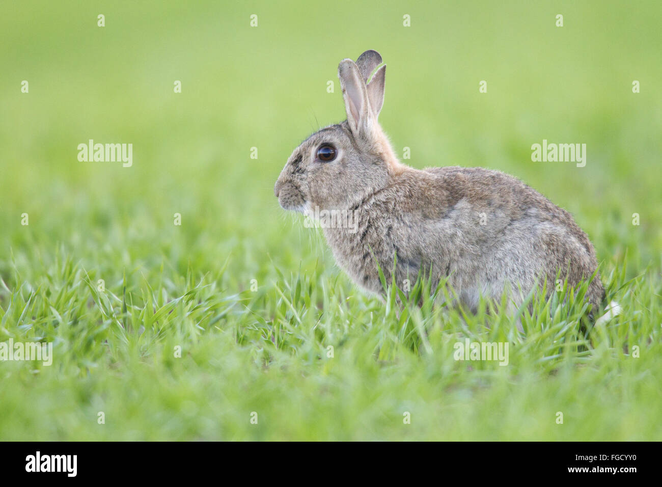 European Rabbit (Oryctolagus cuniculus) adult, with torn ear, sitting ...