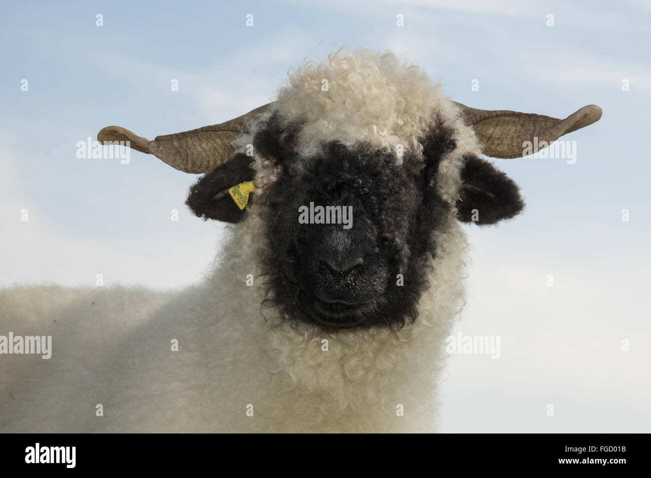 Domestic Sheep, Walliser Schwarznasenschaf (Valais Blacknose) dual ...
