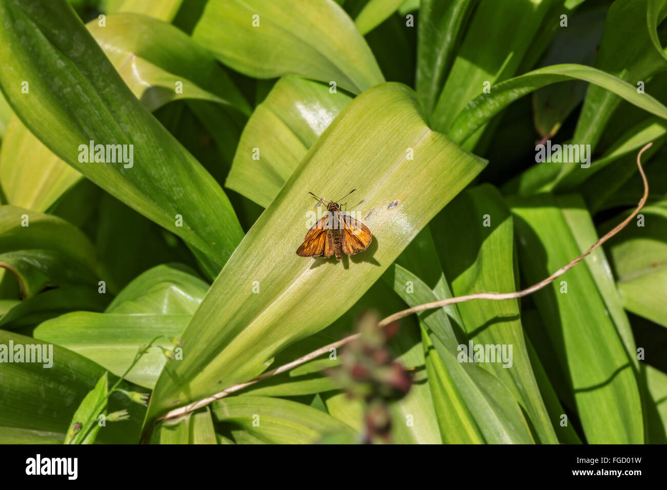 Pretty yellow and orange moth on leaf at sunny day Stock Photo - Alamy