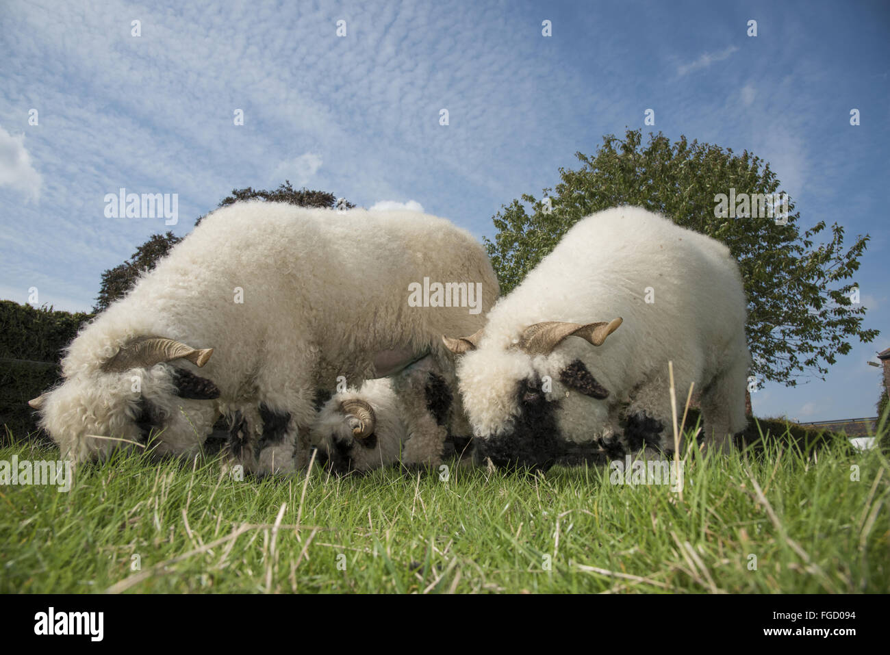 Walliser blacknose sheep hi-res stock photography and images - Alamy