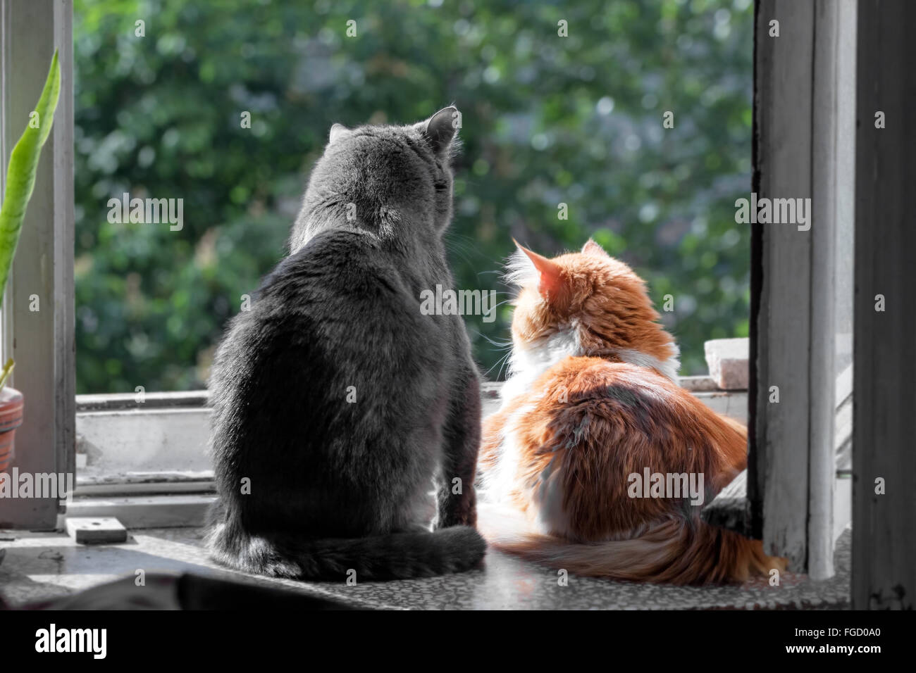 Cats sitting on window sill hi-res stock photography and images - Alamy