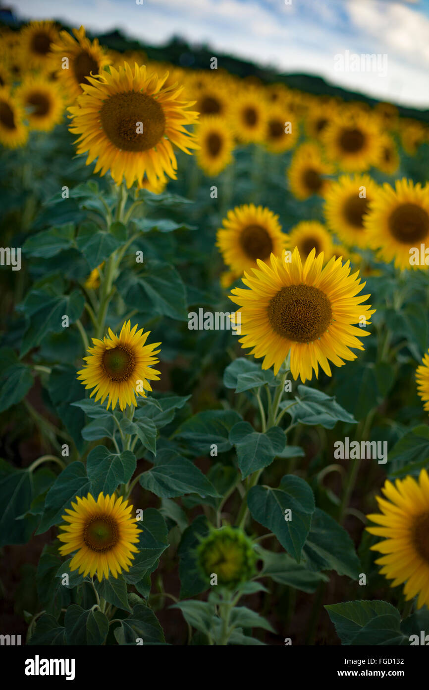 Sunflower natural hi-res stock photography and images - Alamy