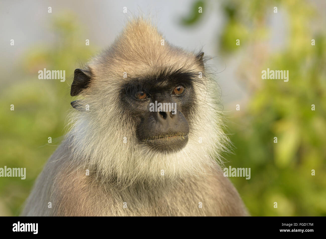 Semnopithecus priam thersites hi-res stock photography and images - Alamy