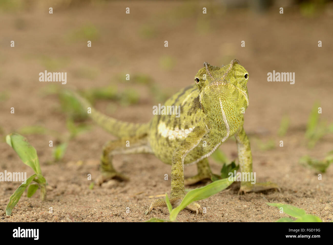 Flap Necked Chameleons High Resolution Stock Photography and Images - Alamy
