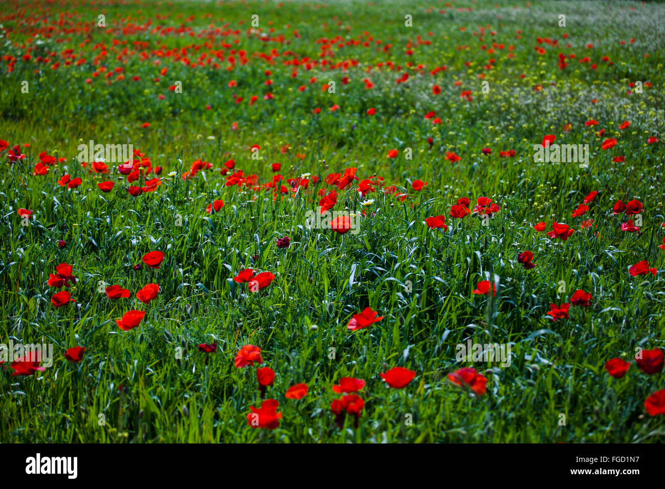 Remembrance poppy frame hi-res stock photography and images - Alamy