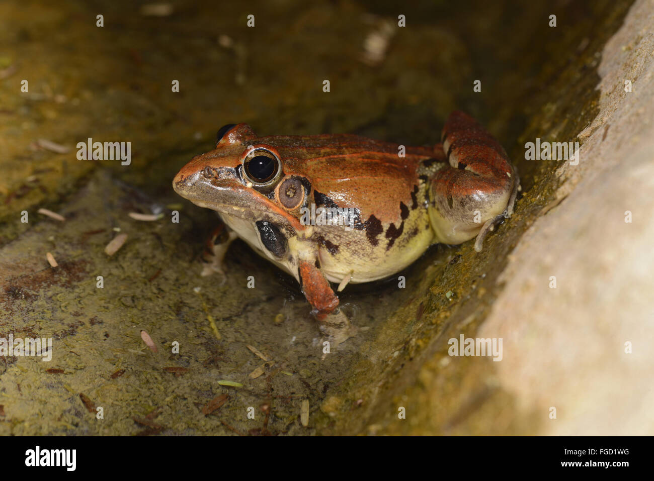 Sharp nosed frog african hi-res stock photography and images - Alamy