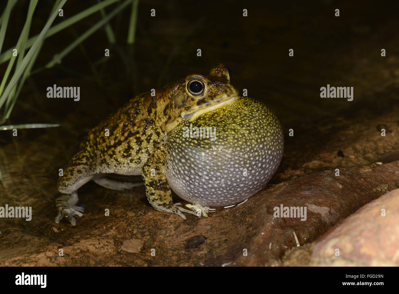 Throat sac inflated hi-res stock photography and images - Alamy