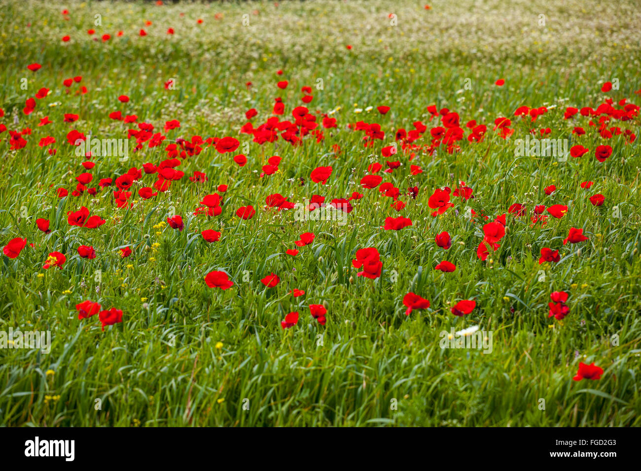 Poopy plant hi-res stock photography and images - Alamy