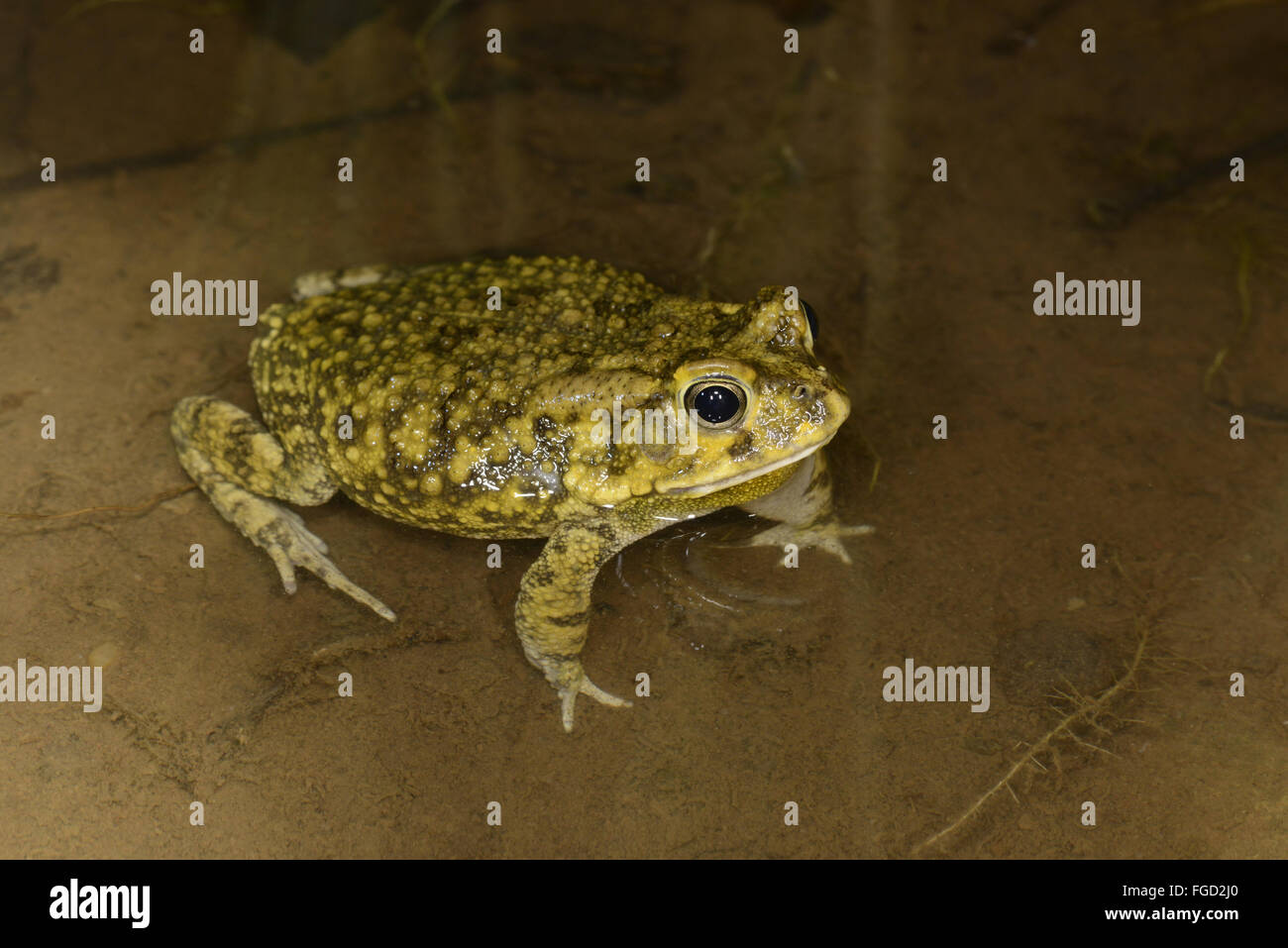 Eastern Olive Toad (Amietophrynus garmani) adult, in shallow water ...