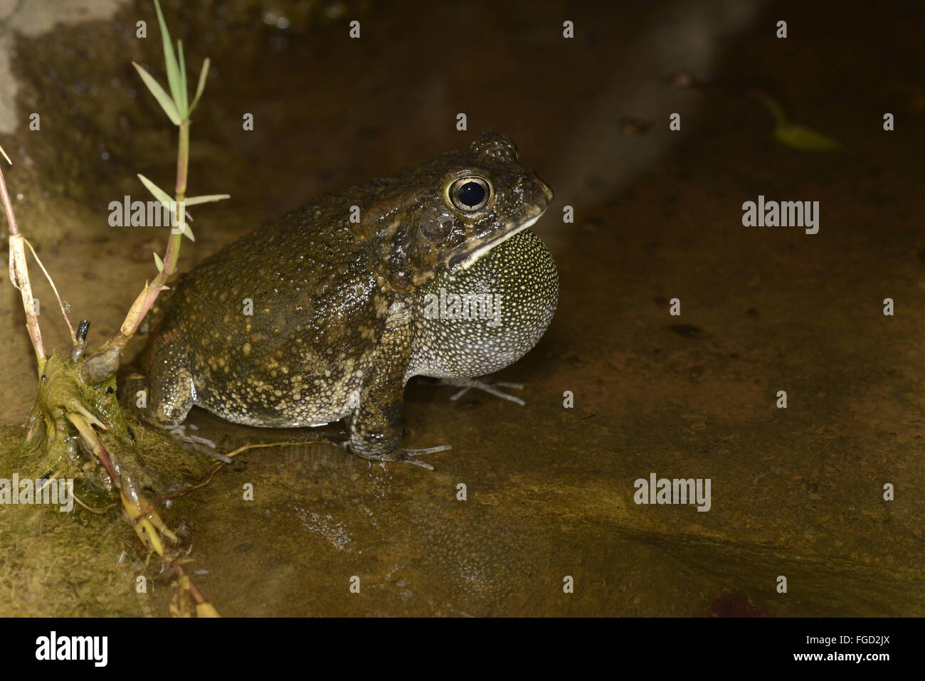 Gutteral Toad (Amietophrynus gutturalis) adult male, calling with ...