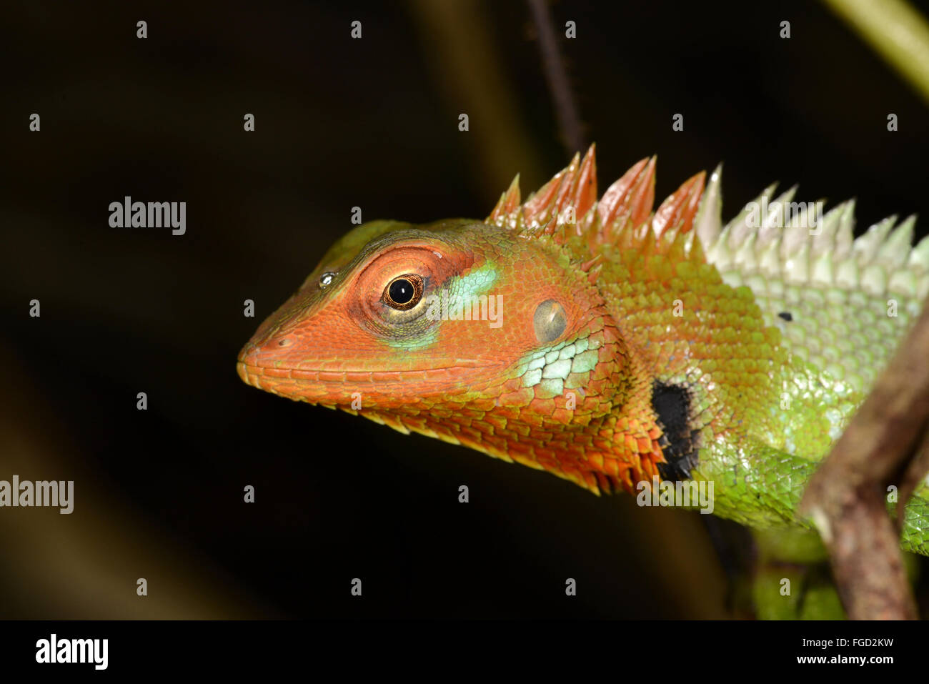 Common Green Forest Lizard (Calotes calotes) adult male, close-up of ...