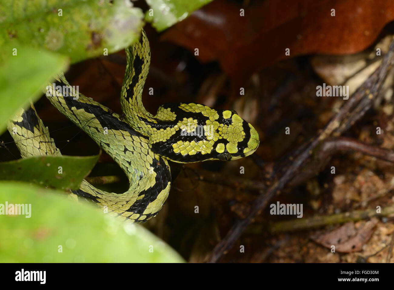 Sri Lankan Green Pit Viper (Trimeresurus trigonocephalus) adult, close ...