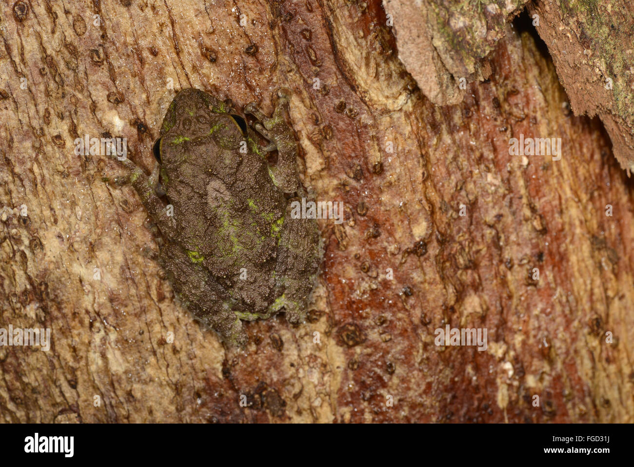 Tubercle Shrub Frog (Philautus cavirostris) adult, resting on tree ...
