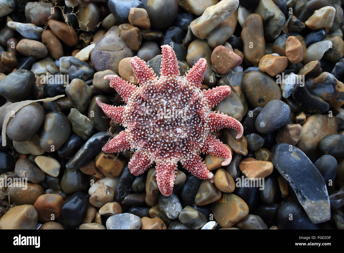 Common Sunstar (Crossaster papposus) dead adult, washed up on shingle ...